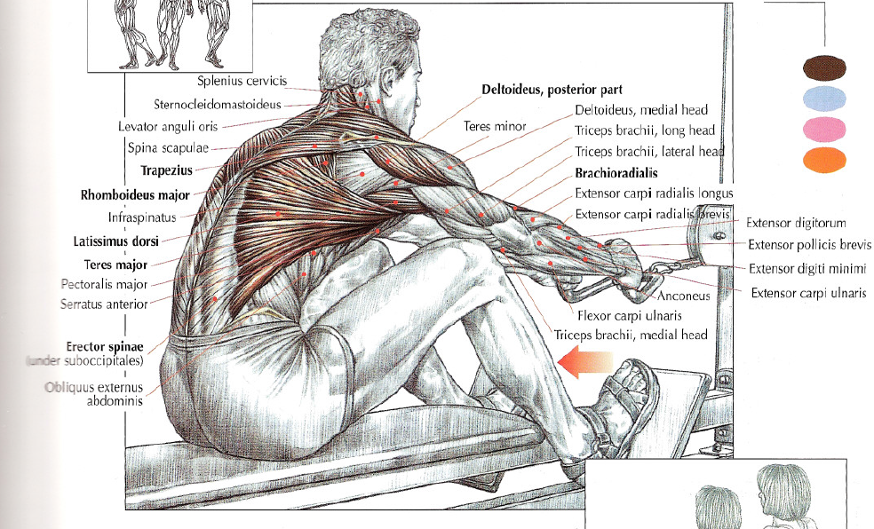 How To Do Seated Rows THE Stephane ANDRE