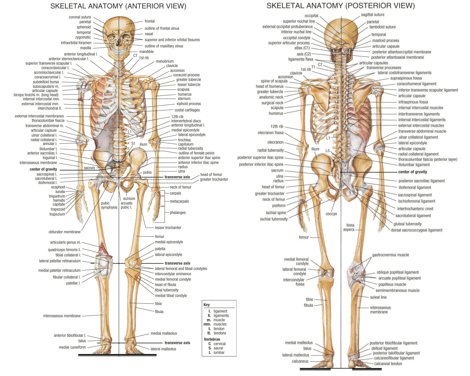 Adapt Your Training To Your Morphology Part 2 THE Stephane ANDRE